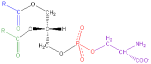 Phosphatidylserin Information - CORENBERG® Supplement Essentials